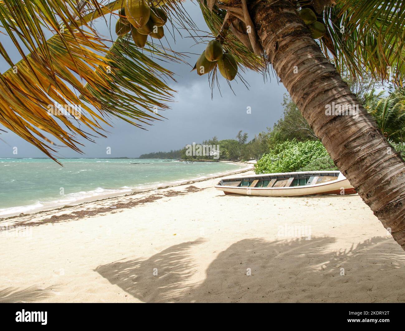 Palm tree in mauritius hi-res stock photography and images - Alamy