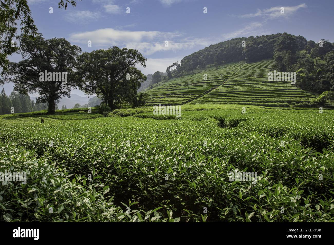 Longjing china hi-res stock photography and images - Alamy