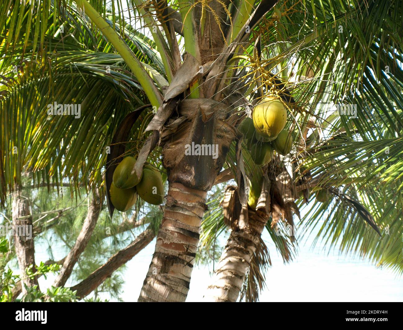 Coconut mauritius hi-res stock photography and images - Alamy