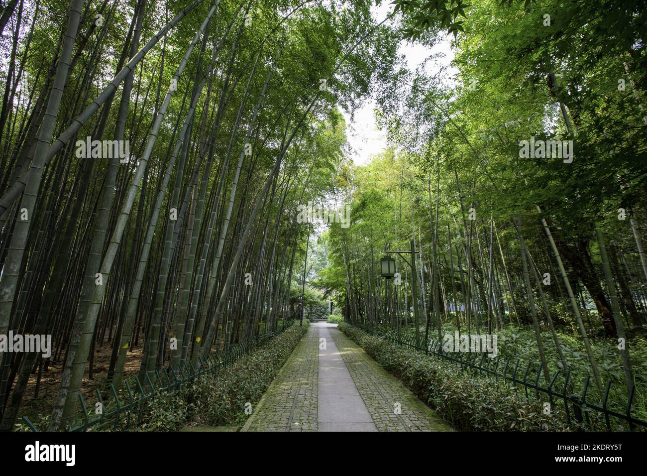 The cloud bamboo diameter hi-res stock photography and images - Alamy