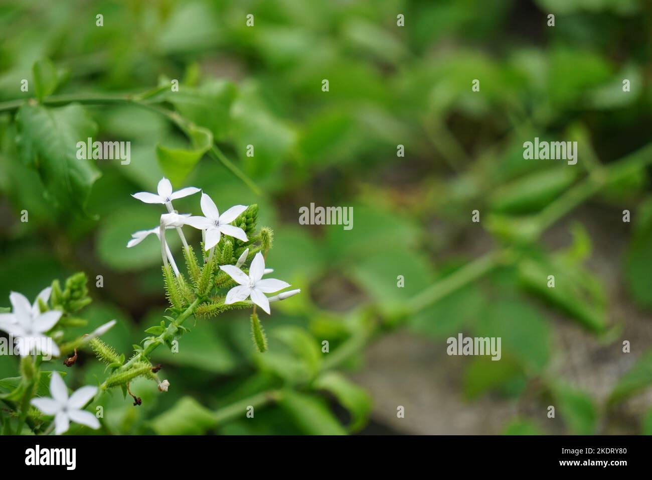 Plumbago zeylanica (Also called Daun encok) on the tree. Early folk ...