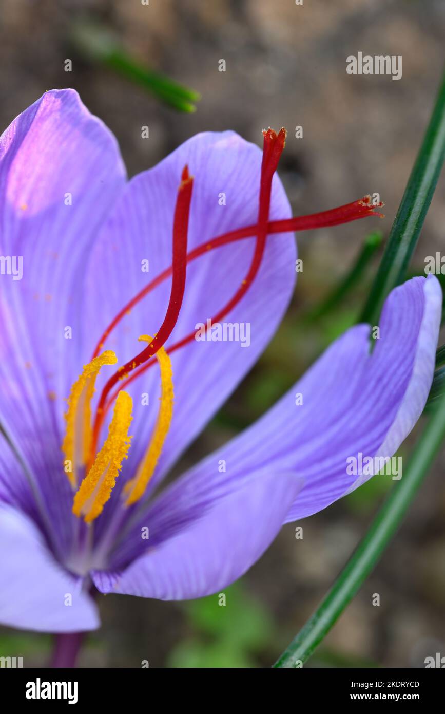 Flower of Crocus sativus, saffron crocus. with vivid crimson stigma and ...