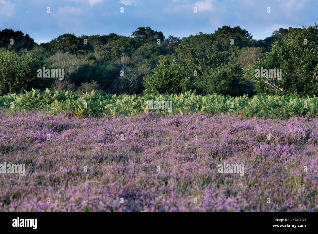 Heather, ferns and the treeline form lines in the landscape Stock Photo ...
