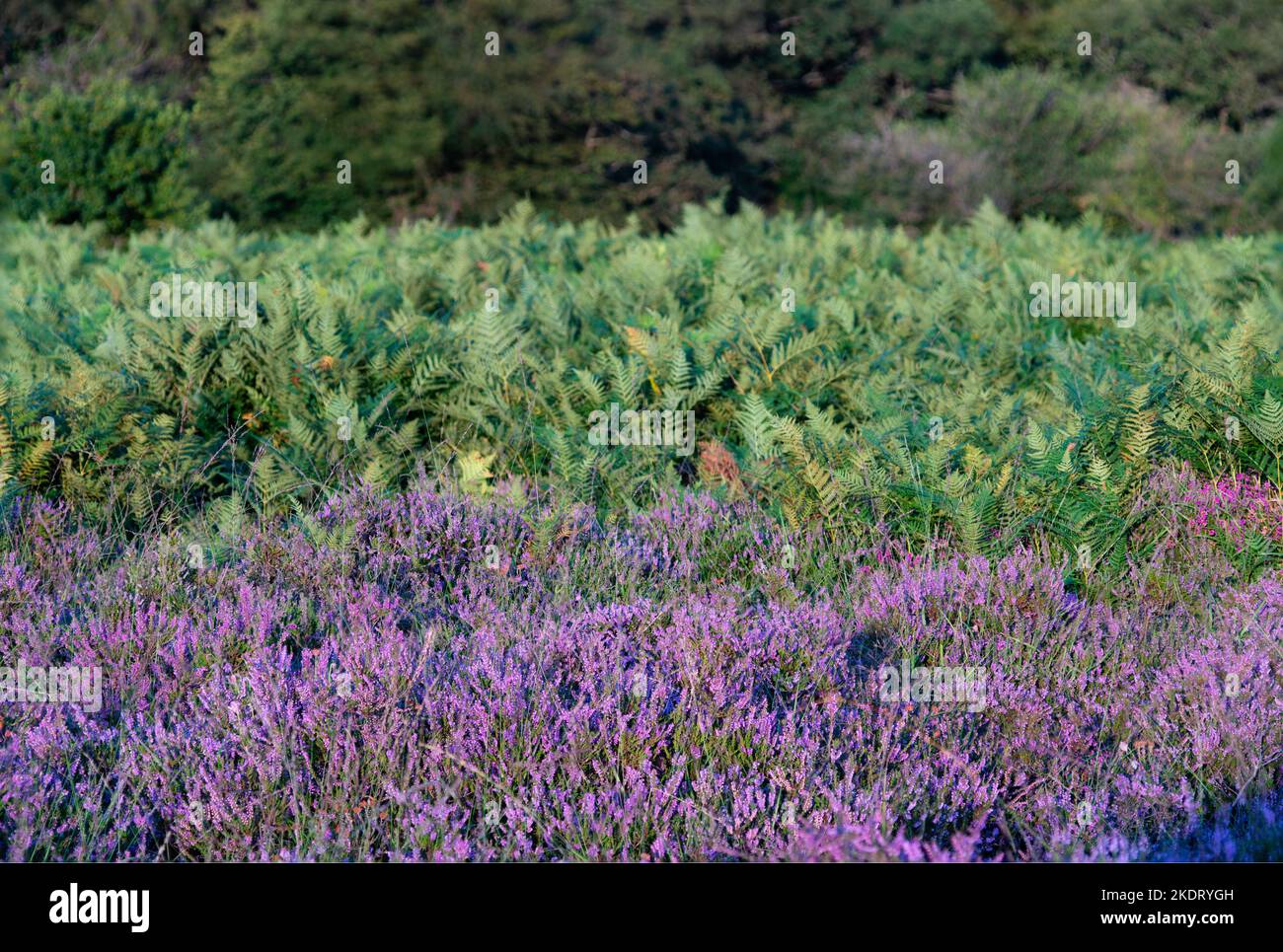 Heather, ferns and the treeline form lines in the landscape Stock Photo ...