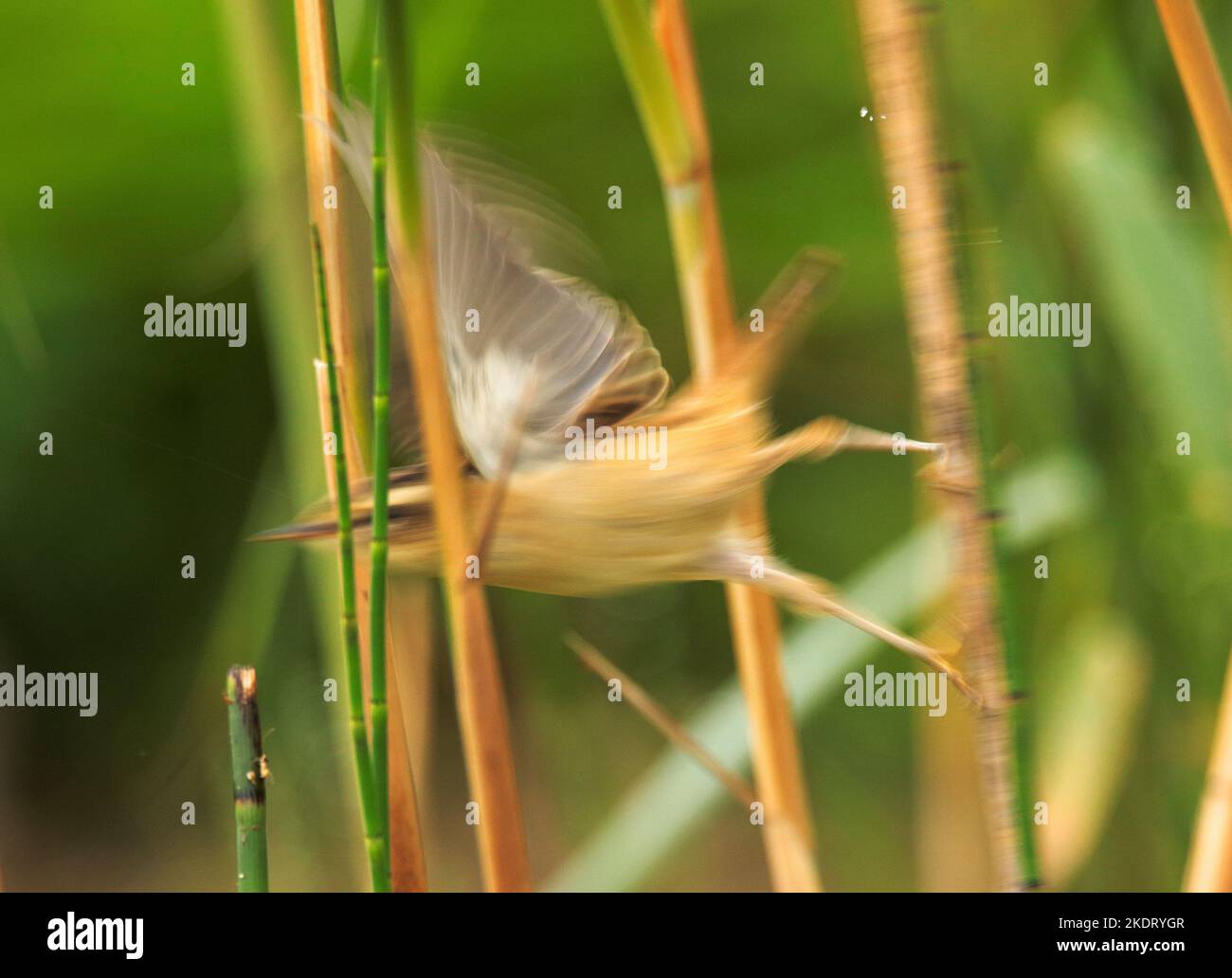 Mace sedge hi-res stock photography and images - Alamy