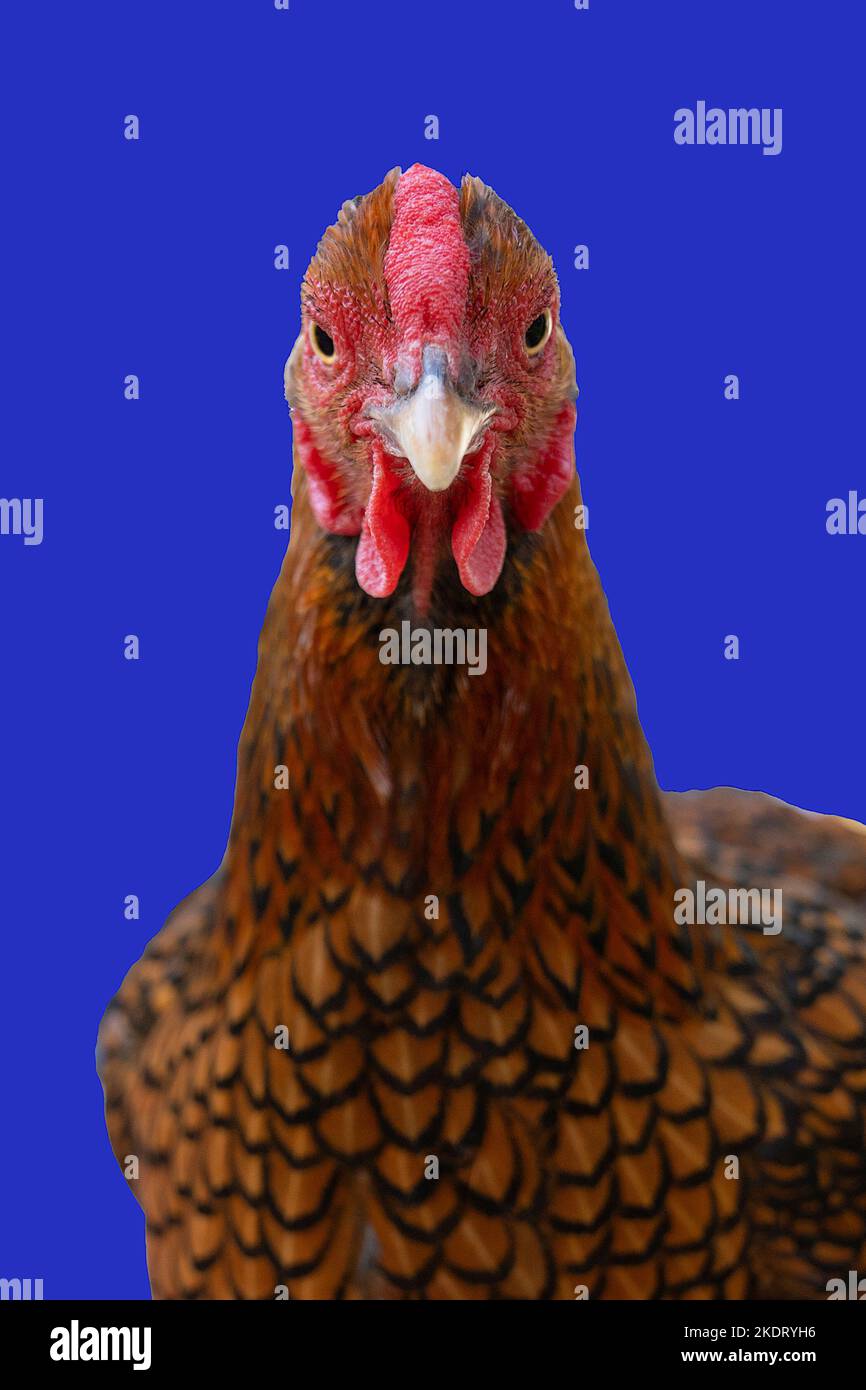 Wyandotte bantam Chicken golden laced isolated in blue background front ...
