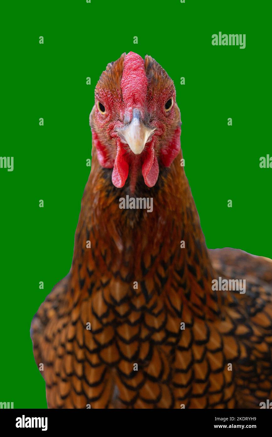 Wyandotte bantam Chicken golden laced isolated in green background ...
