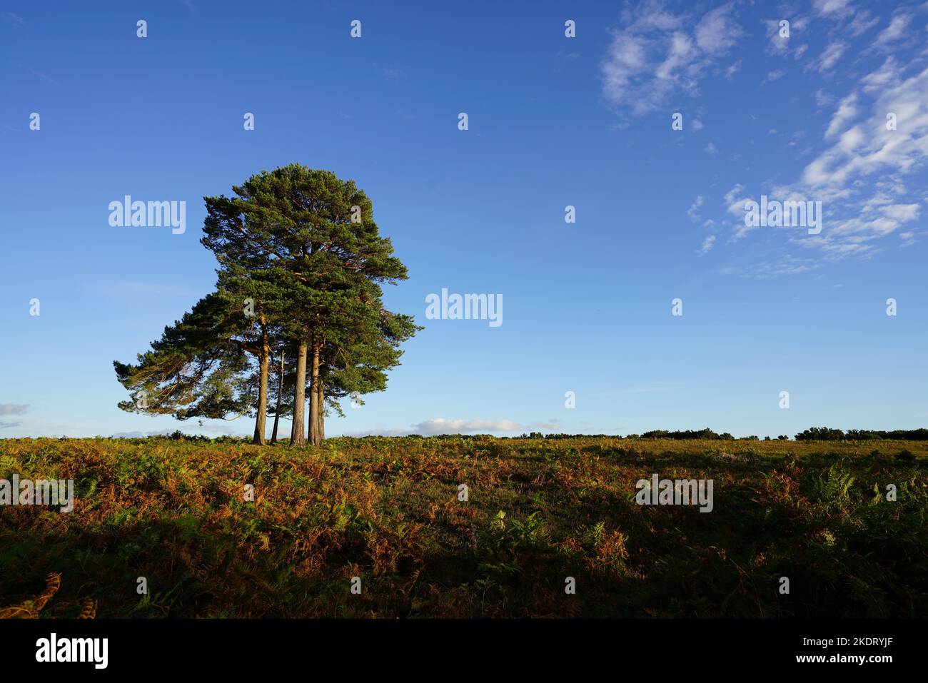 Lone trees in an expanse of heathland, Ocknell Plain, New Forest National Park Stock Photo - Alamy