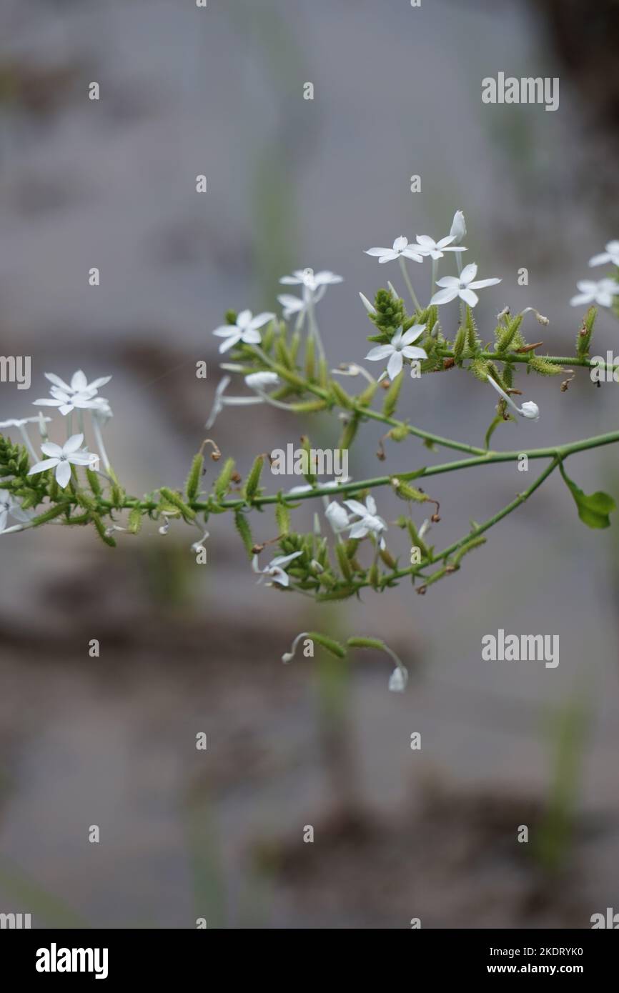 Plumbago zeylanica (Also called Daun encok) on the tree. Early folk ...