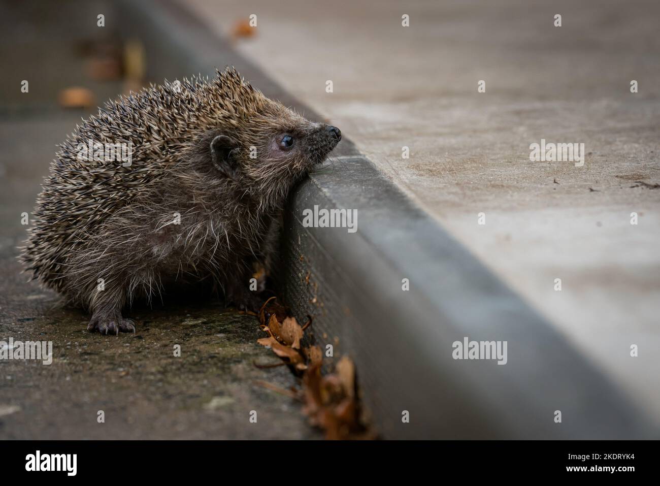 Uk hedgehog isolated hi-res stock photography and images - Alamy