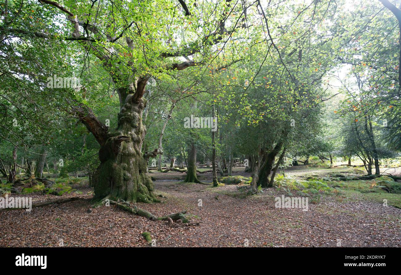Ancient oak tree in Anses Wood, New Forest National Park Stock Photo ...