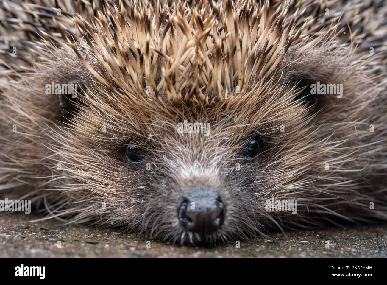 Solo hedgehog in a UK urban garden Stock Photo - Alamy