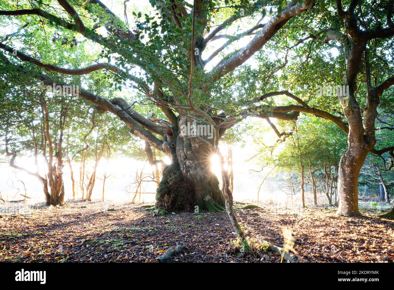 Ancient oak tree in Anses Wood, New Forest National Park Stock Photo ...