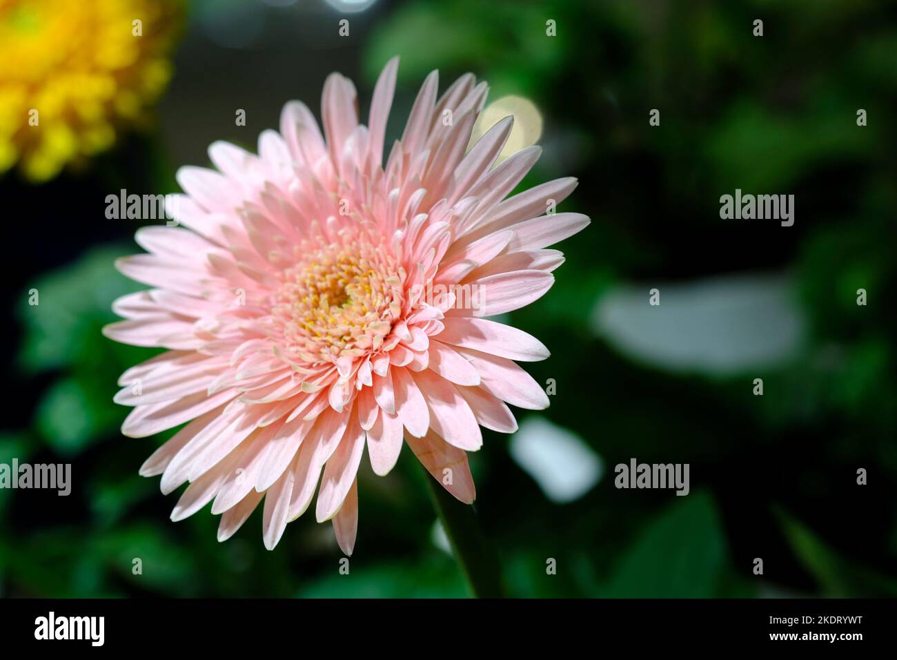 Beautiful flowers blooming in garden, Delicate dreamy image of beauty ...