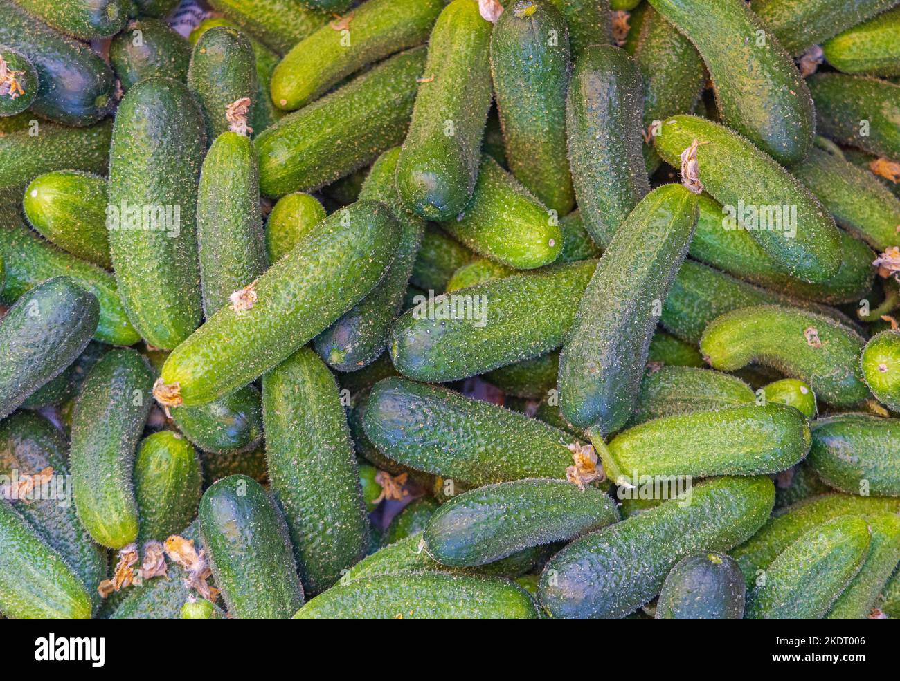 Cucumbers top view vegetables hi-res stock photography and images - Alamy