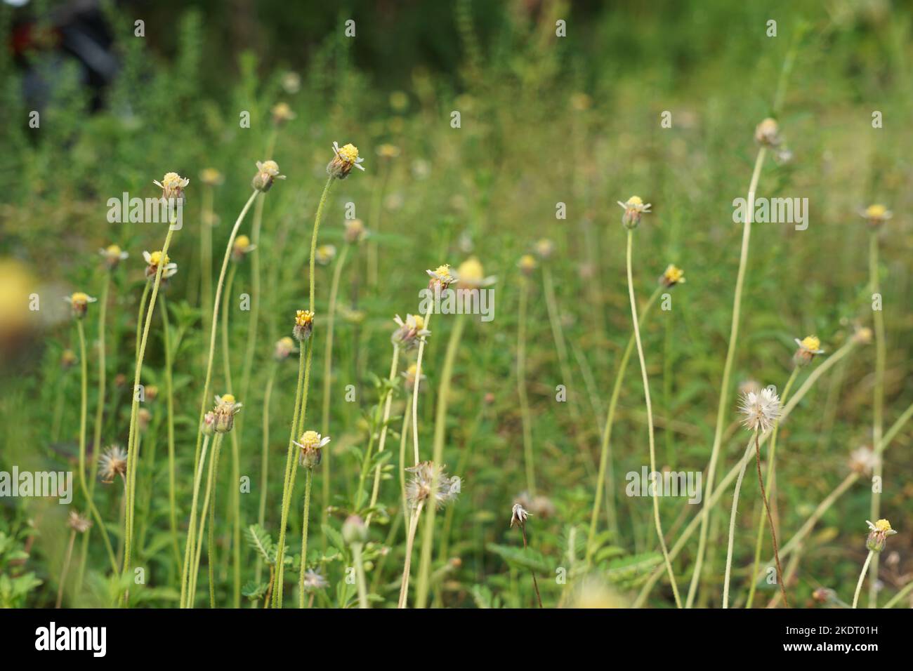 Bidens pilosa (also called ketul kebo, ketul sapi, jaringan, caringan ...