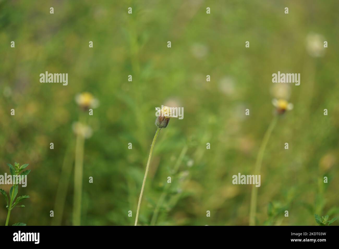 Bidens pilosa (also called ketul kebo, ketul sapi, jaringan, caringan ...