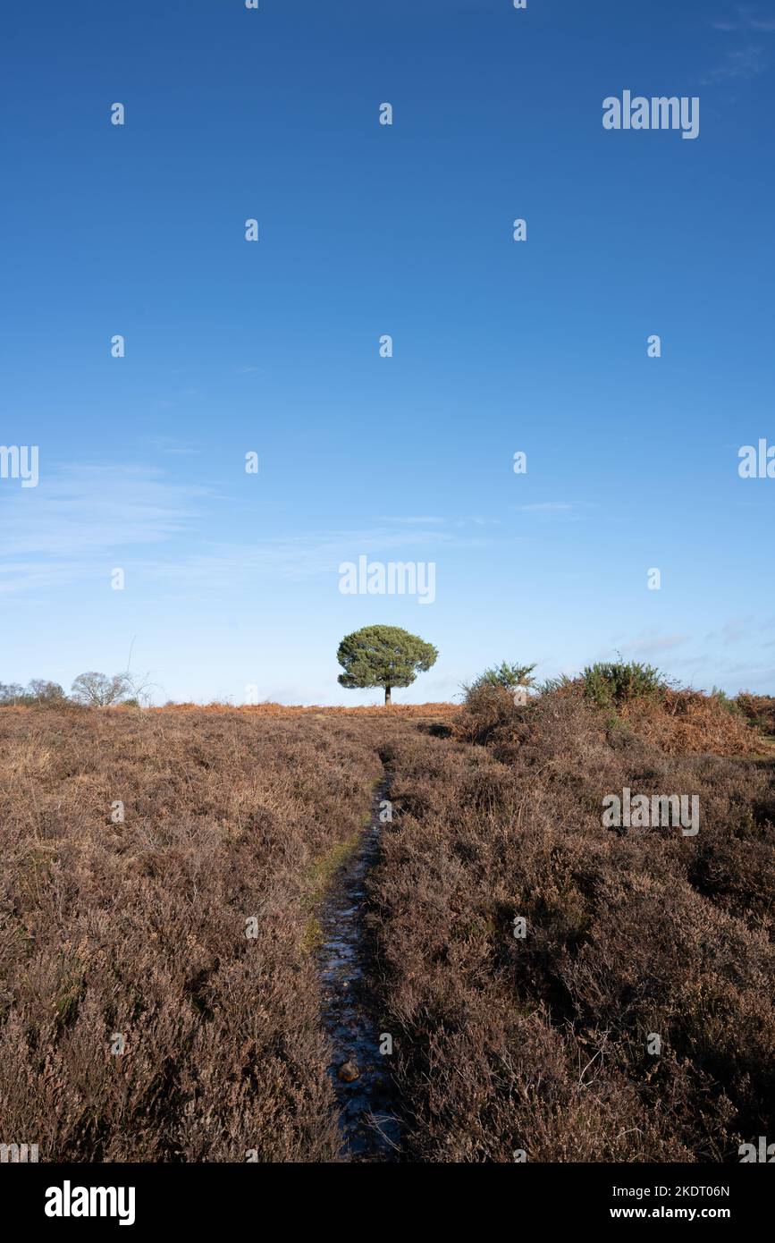 Lone tree in an expanse of heathland Stock Photo - Alamy