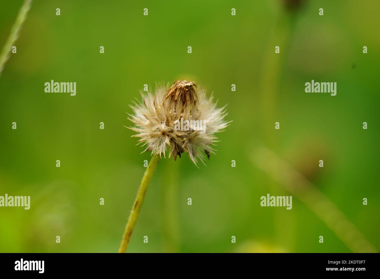 Bidens pilosa (also called ketul kebo, ketul sapi, jaringan, caringan ...
