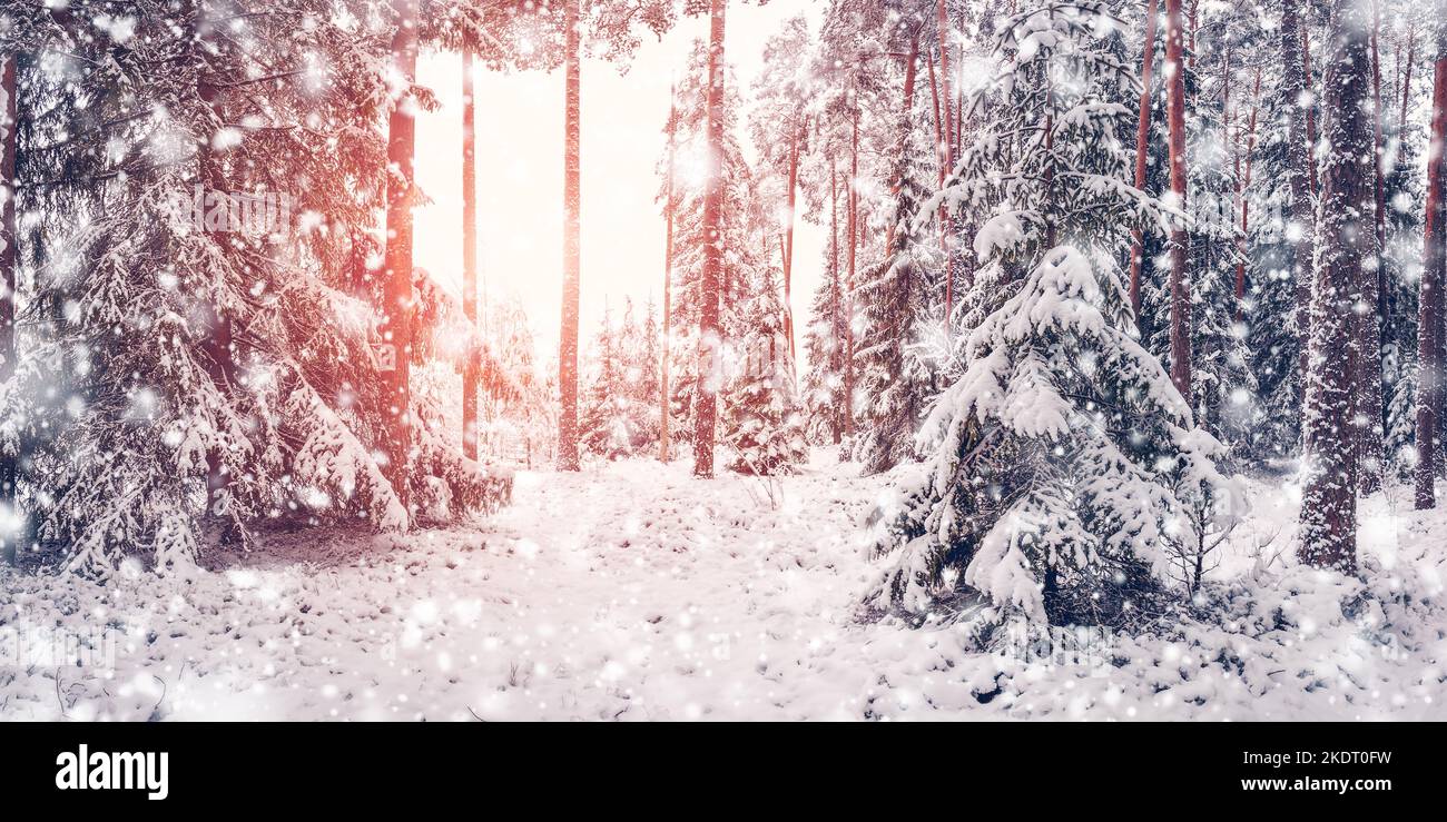 Sunlight in the snowy winter forest in snowfall Stock Photo - Alamy