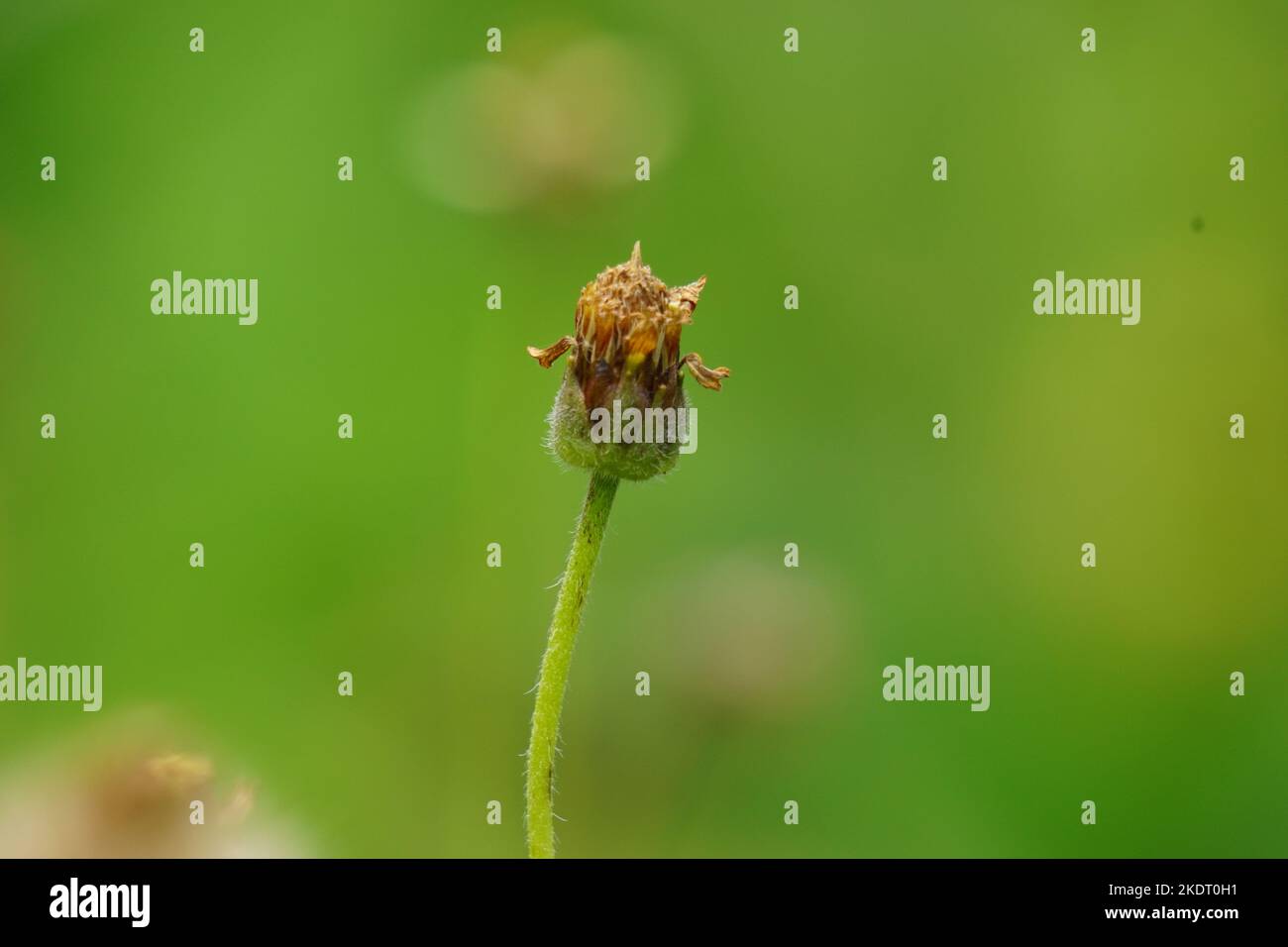 Bidens pilosa (also called ketul kebo, ketul sapi, jaringan, caringan ...