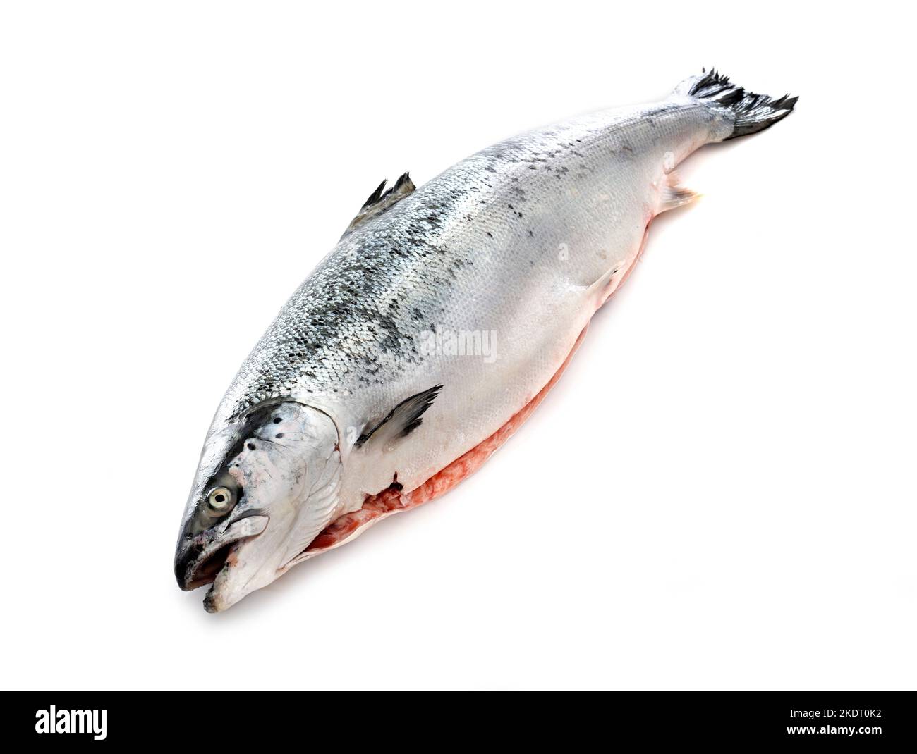 fresh salmon in front of white background Stock Photo - Alamy