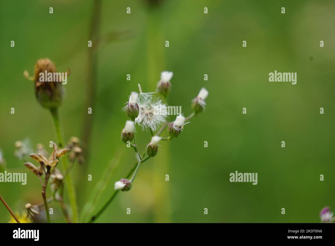 Bidens pilosa (also called ketul kebo, ketul sapi, jaringan, caringan ...