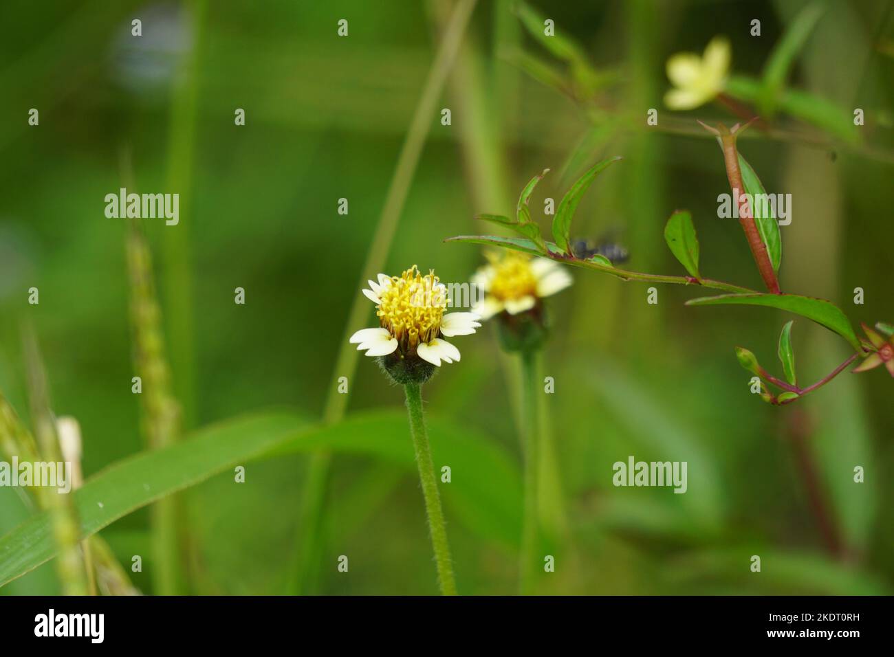 Bidens pilosa (also called ketul kebo, ketul sapi, jaringan, caringan ...