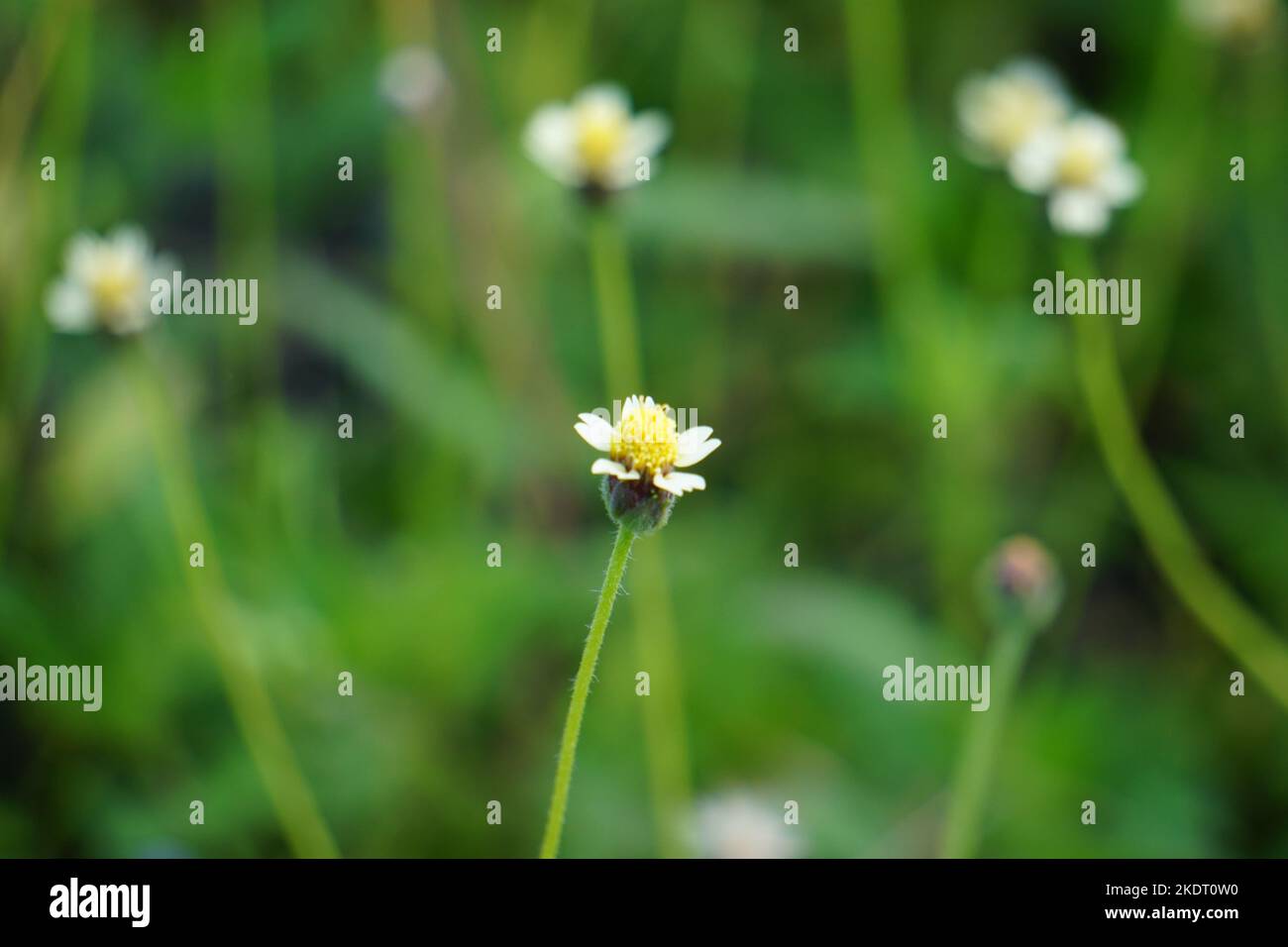 Bidens pilosa (also called ketul kebo, ketul sapi, jaringan, caringan ...