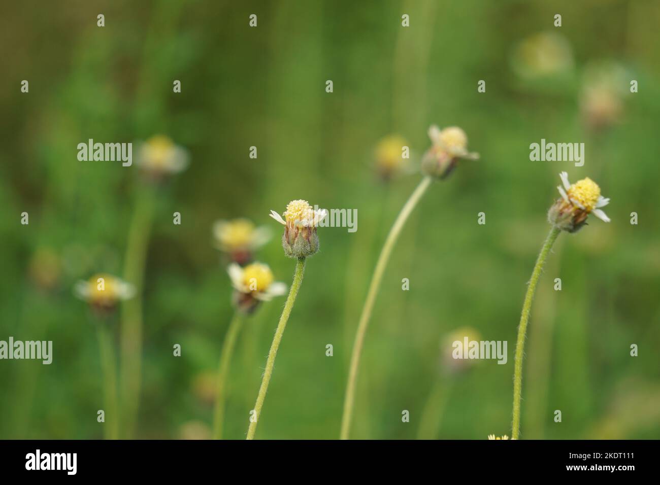 Bidens pilosa (also called ketul kebo, ketul sapi, jaringan, caringan ...