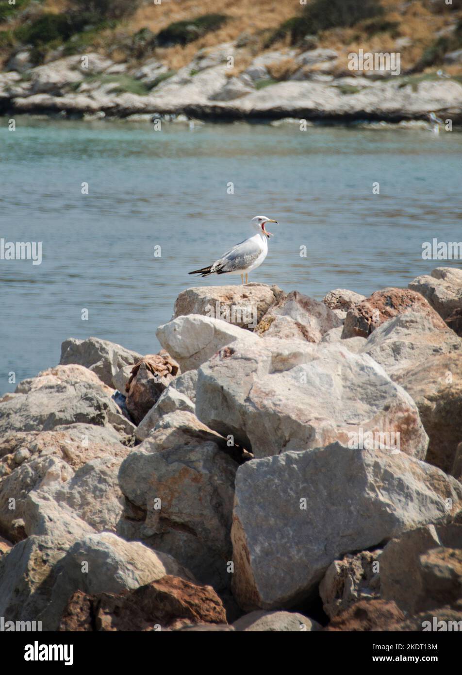 seagull stands on the rocks by the river side Stock Photo - Alamy