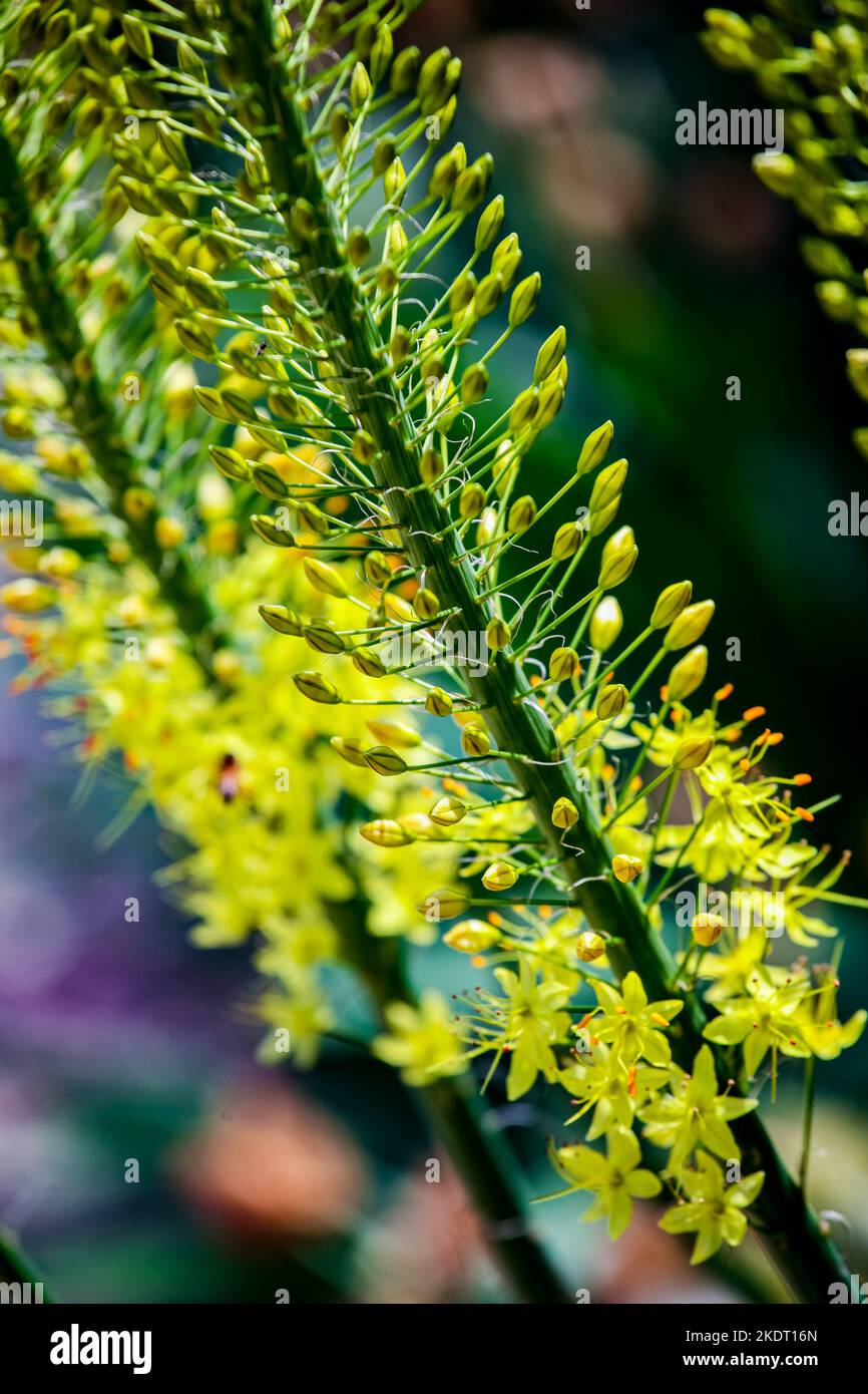 Closeup detail of Narrow leaved foxtail lily (Eremurus stenophyllus ...