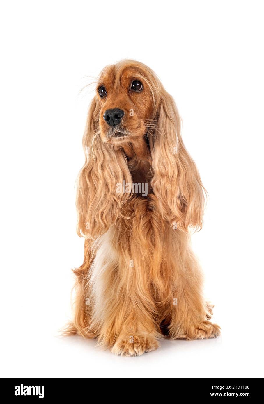 English Cocker Spaniel in front of white background Stock Photo - Alamy