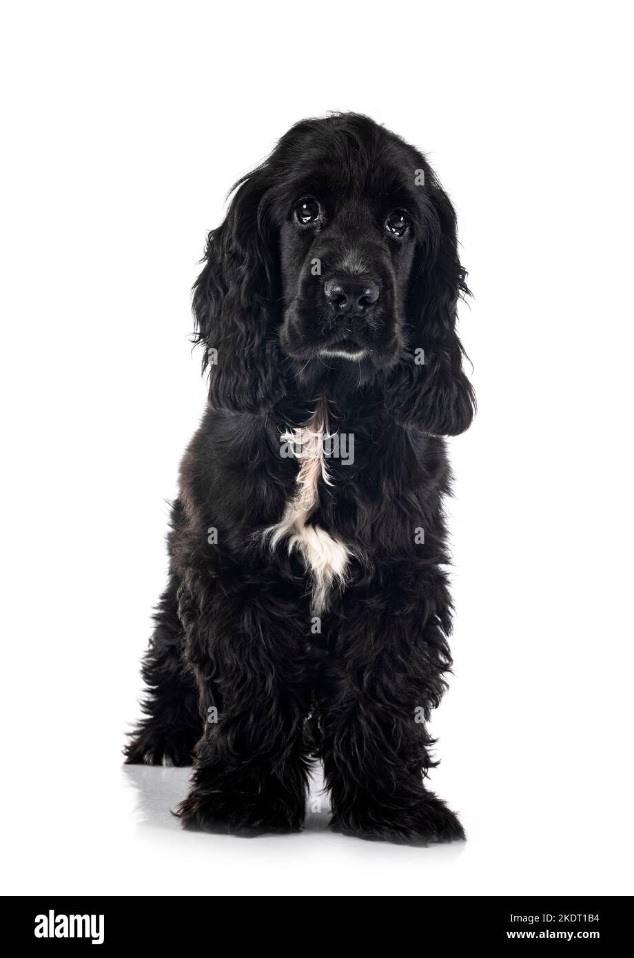 English Cocker Spaniel in front of white background Stock Photo - Alamy