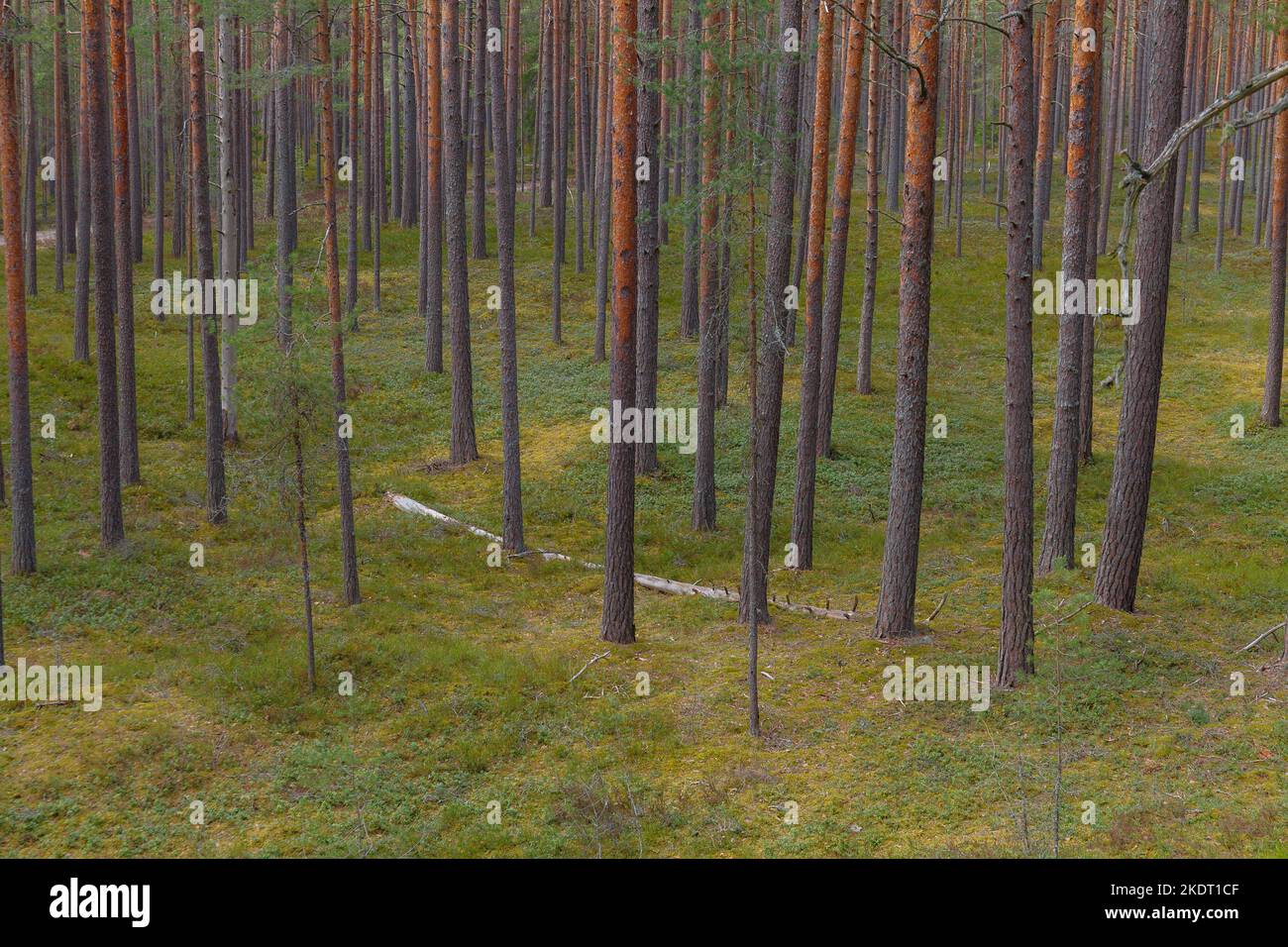Tall vibrant pine trees hi-res stock photography and images - Alamy