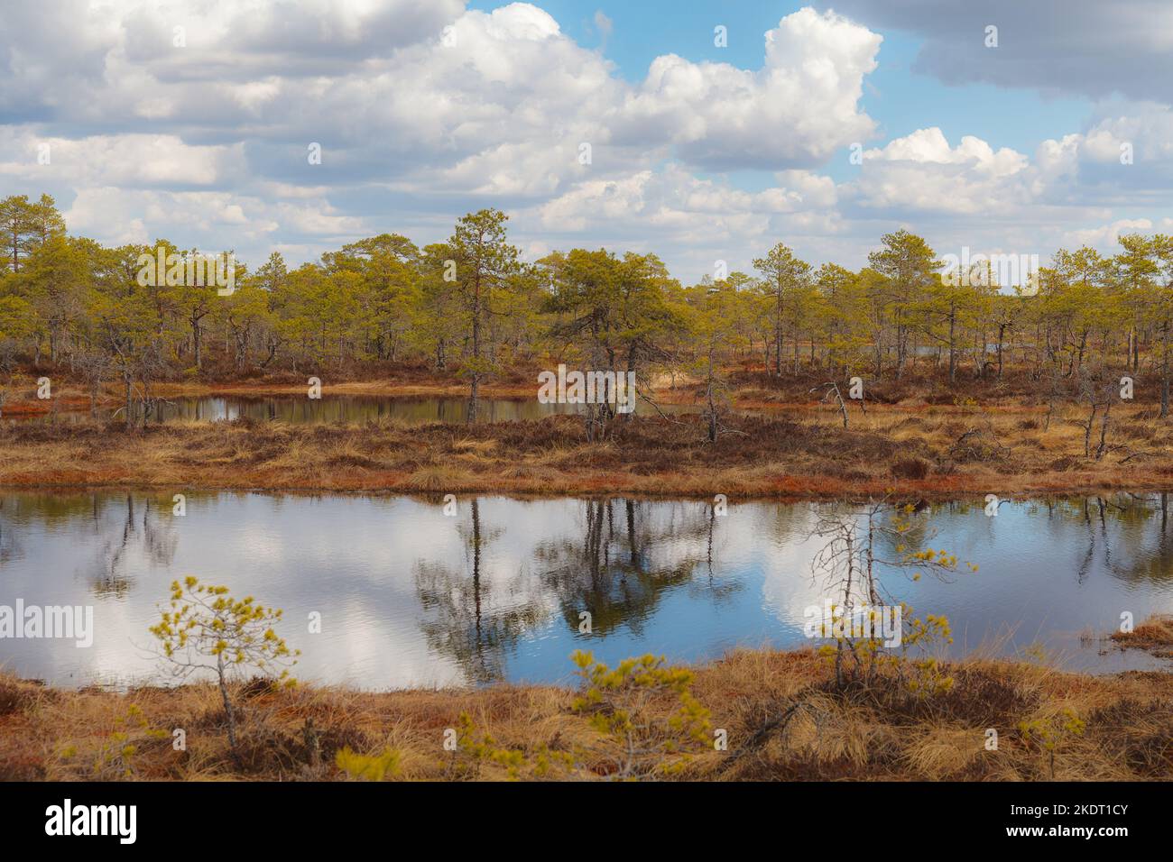 Swamp with lakes, bog in Estonian nature reserve Stock Photo - Alamy