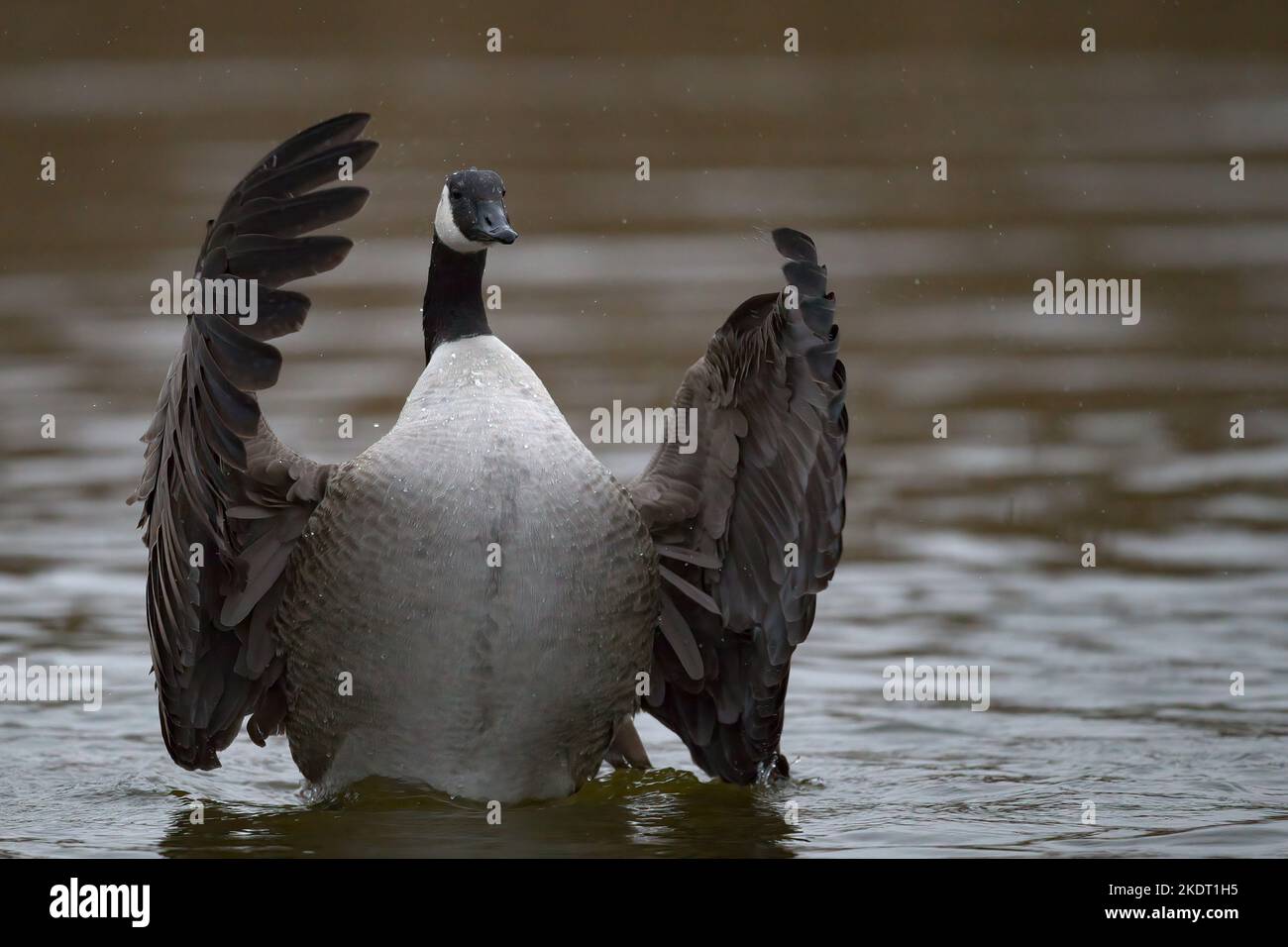 Canada goose flaps wings hi-res stock photography and images - Alamy