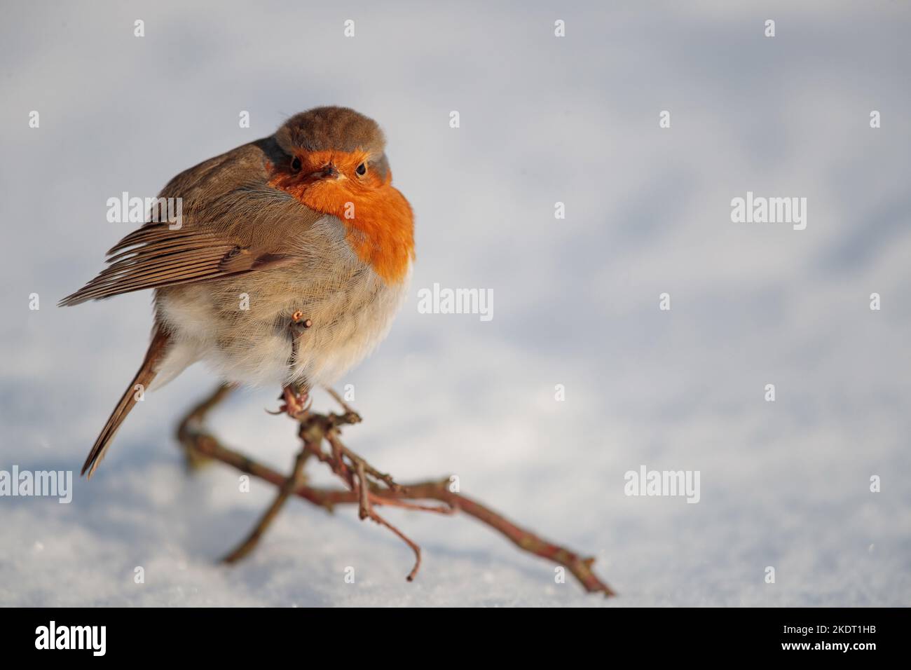 Robins eye hi-res stock photography and images - Alamy