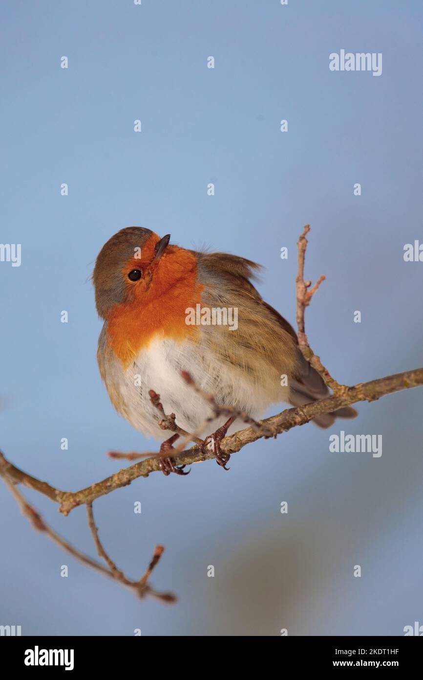 Robin size bird hi-res stock photography and images - Alamy