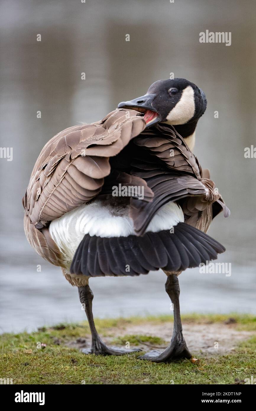 Canada goose preening behaviour hi-res stock photography and images - Alamy