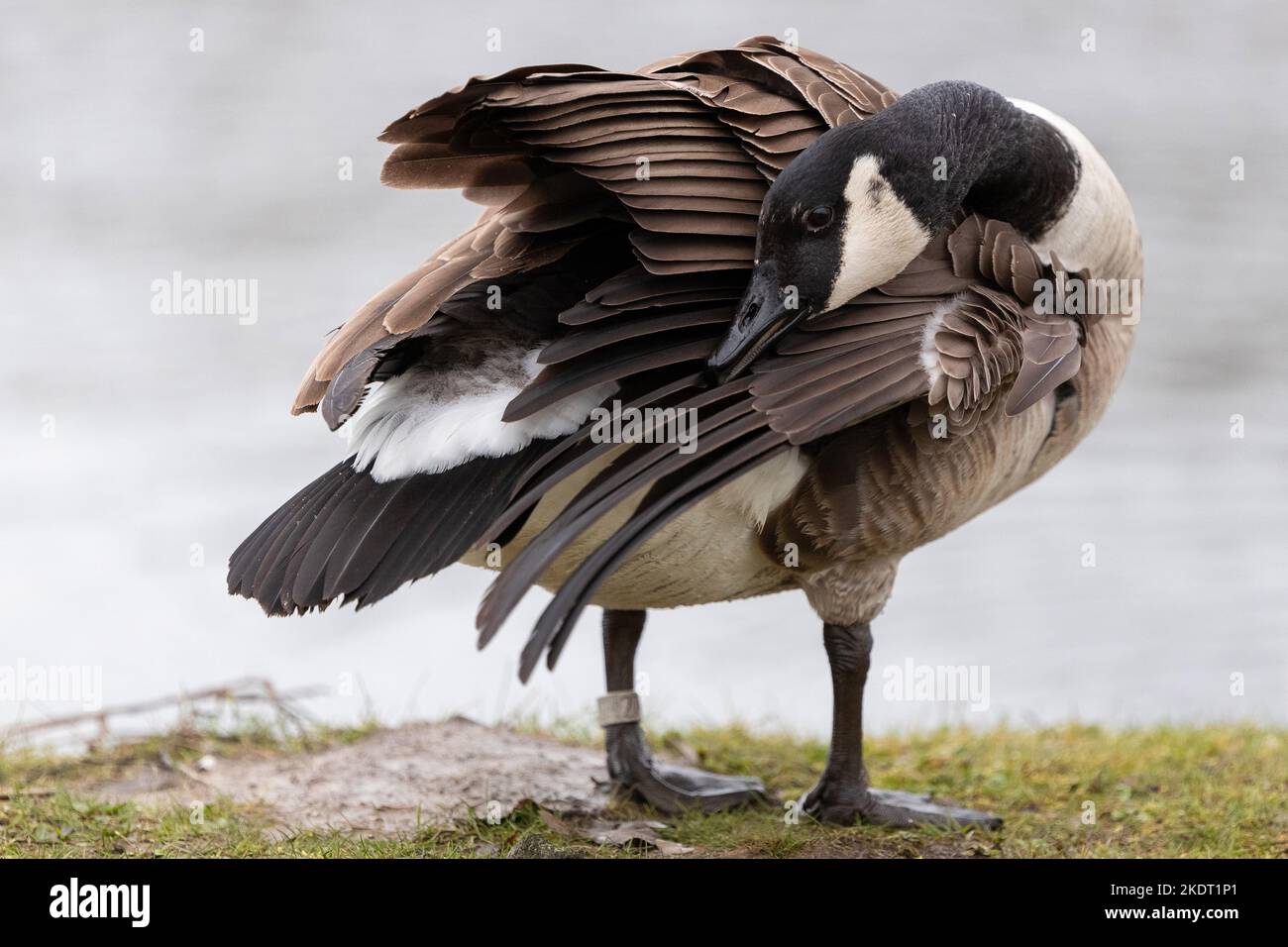 Canada goose preening behaviour hi-res stock photography and images - Alamy