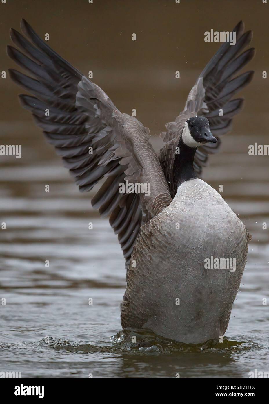 Canada goose flaps wings hi-res stock photography and images - Alamy