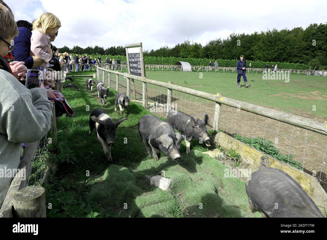 Pig racing hi-res stock photography and images - Alamy
