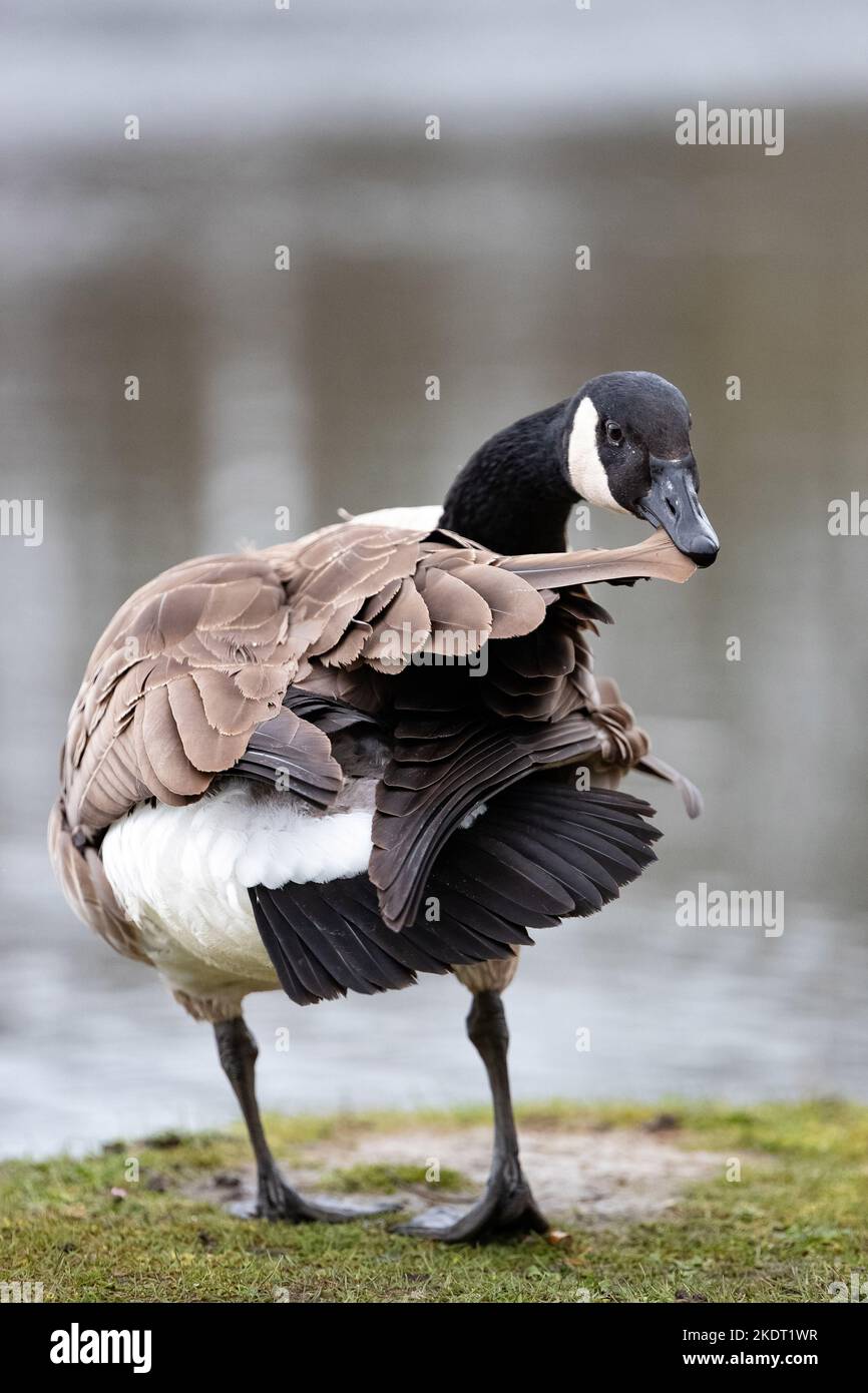 Canada goose preening behaviour hi-res stock photography and images - Alamy
