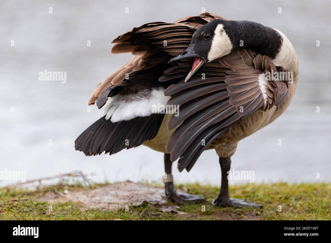 Canada goose preening behaviour hi-res stock photography and images - Alamy