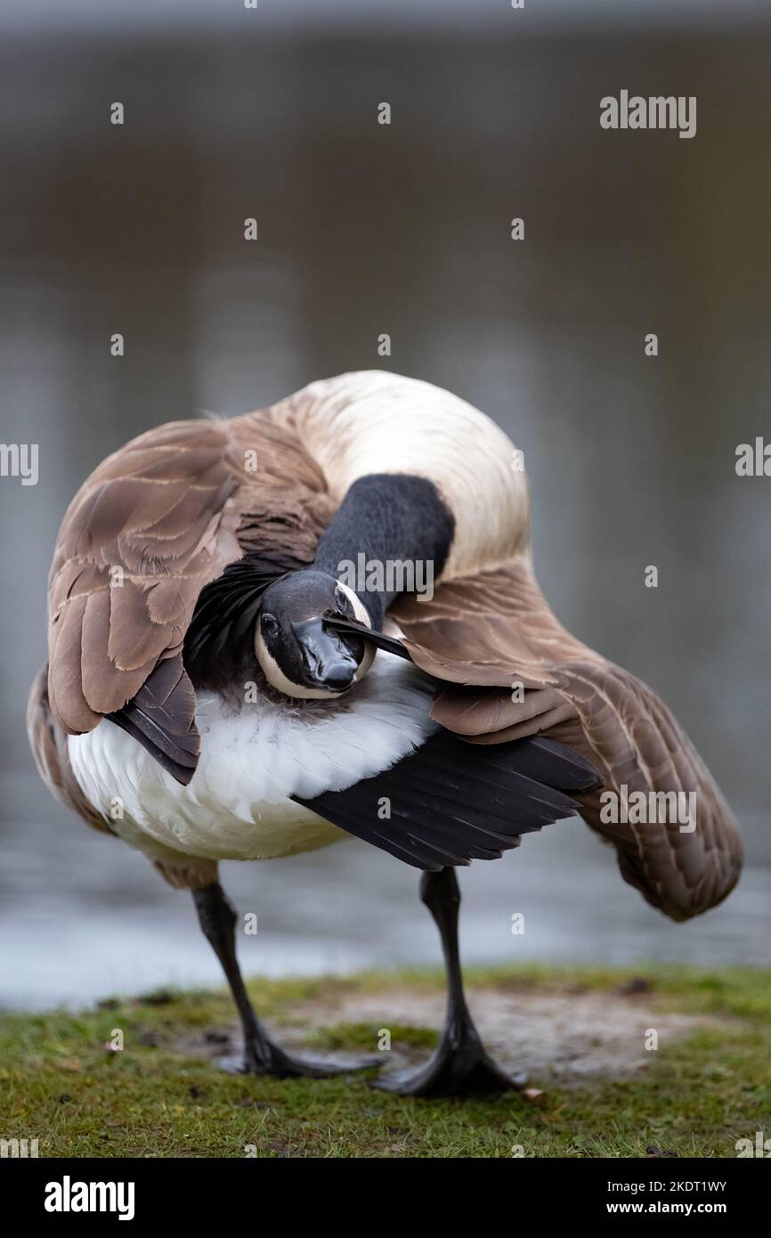 Canada goose preening behaviour hi-res stock photography and images - Alamy
