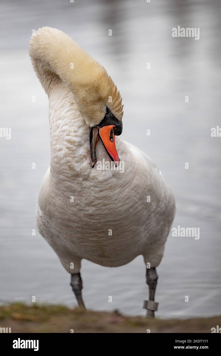 Adult swan beak open hi-res stock photography and images - Alamy