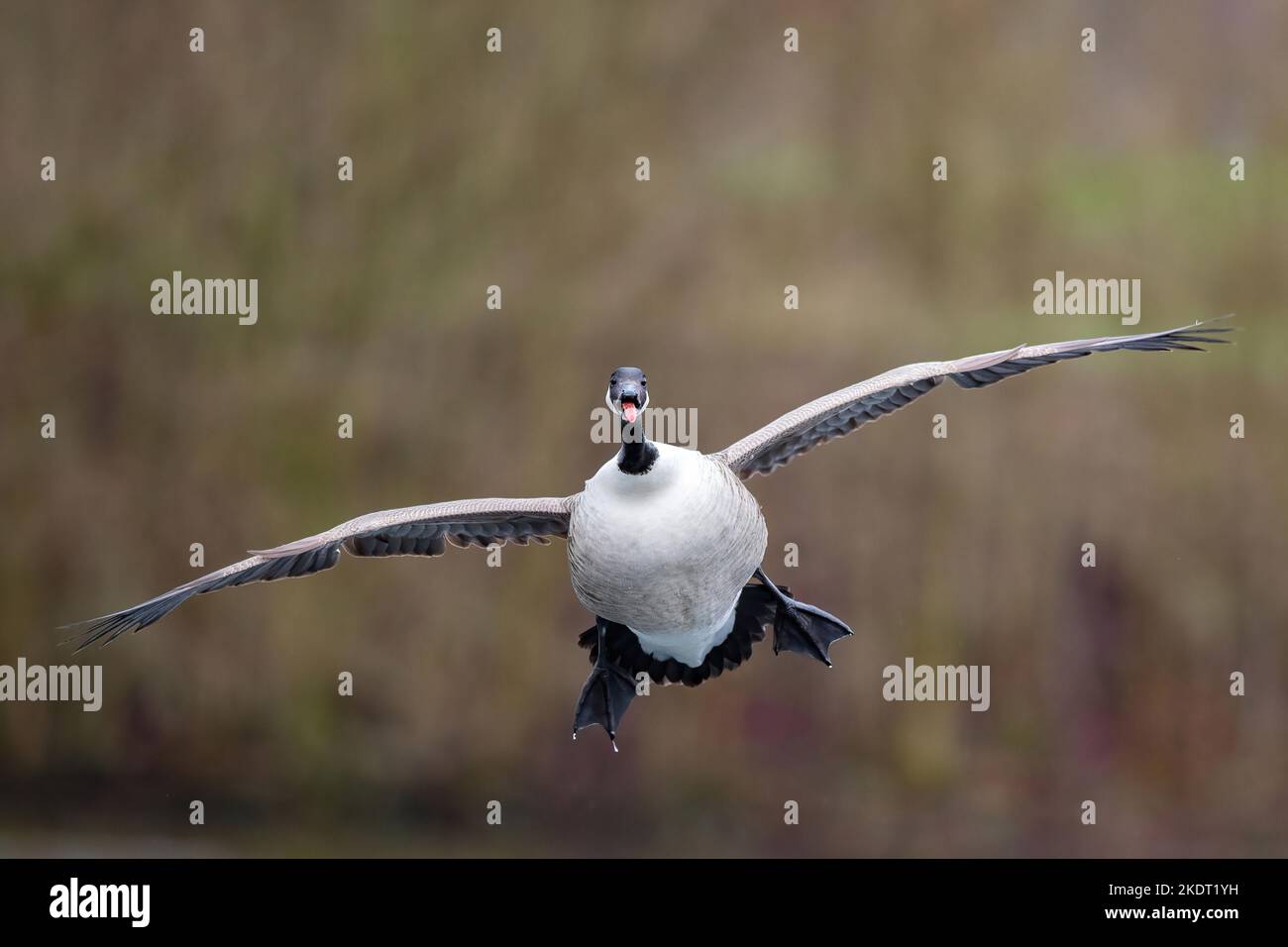 Canada goose wingspan hi-res stock photography and images - Alamy