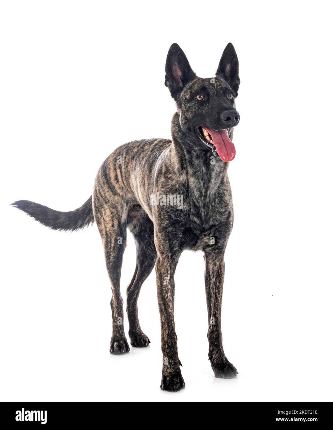 Dutch Shepherd in front of white background Stock Photo - Alamy
