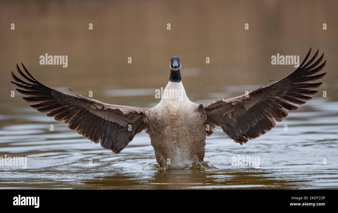 Canada goose flaps wings hi-res stock photography and images - Alamy